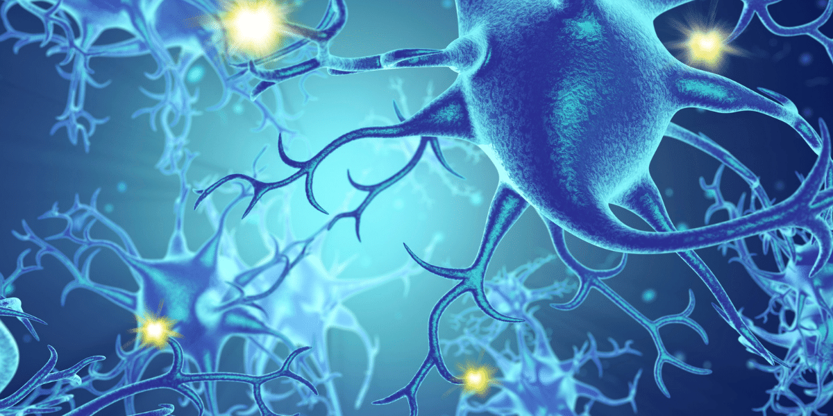 How Upper and Lower Motor Neurons Relate to ALS - Target ALS