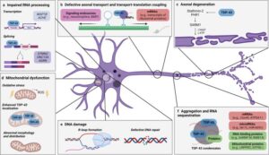 Tackling TDP-43: A Systems-Level Approach to A Central Pathological ...